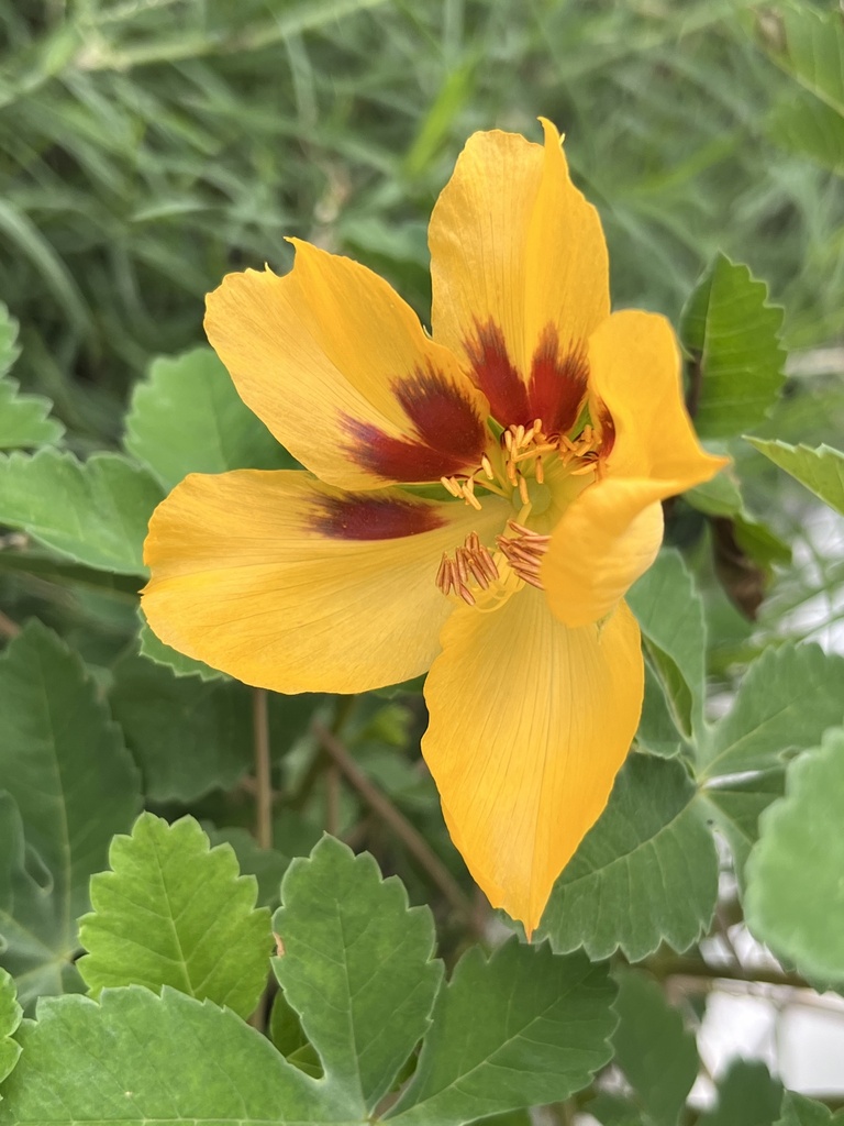 Wright's Yellowshow in July 2024 by Arturo Mora-Olivo · iNaturalist