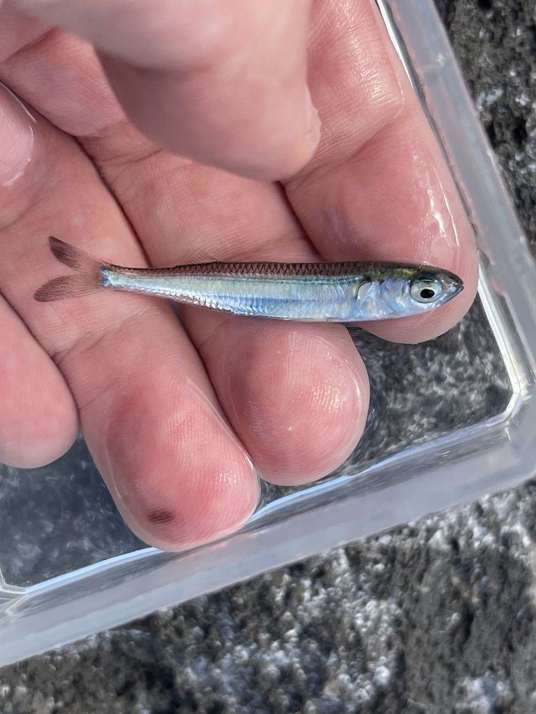 Hawaiian Islands silverside from North Pacific Ocean, Napili-Honokowai ...