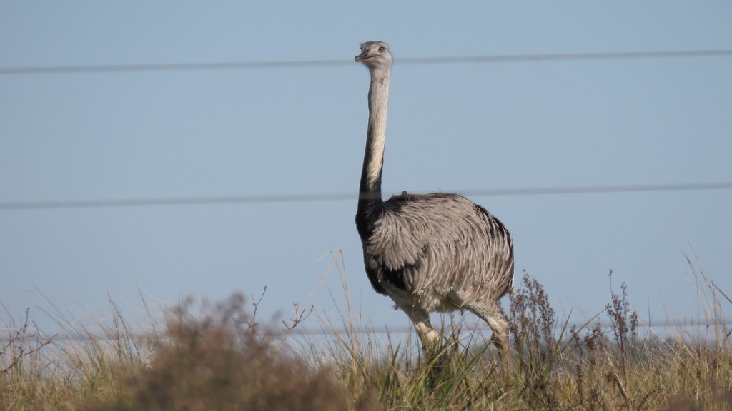 Greater Rhea from Departamento de Canelones, Uruguay on June 7, 2019 by ...