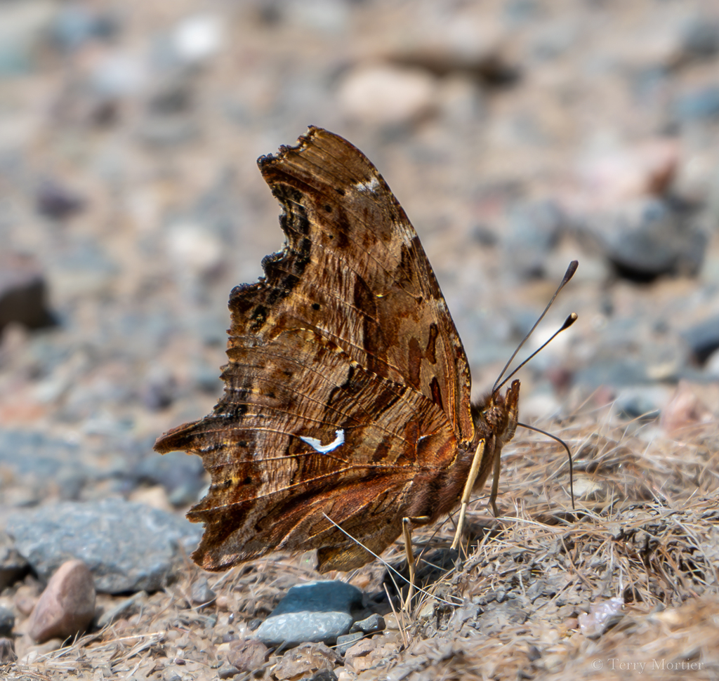 Satyr Comma from Florence County, WI, USA on July 27, 2024 at 12:45 PM ...