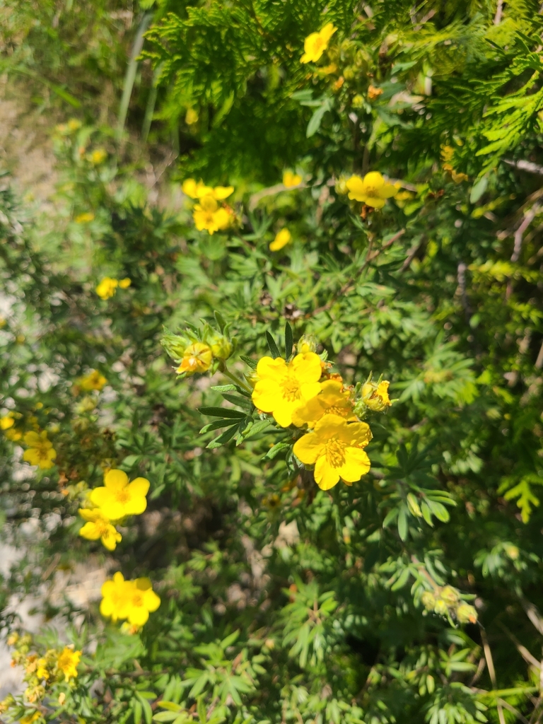 shrubby cinquefoil from South Bruce Peninsula, ON N0H, Canada on July ...
