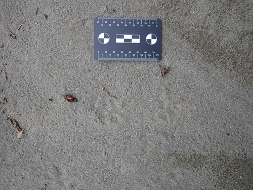 Raccoon Tracks – NatureTracking