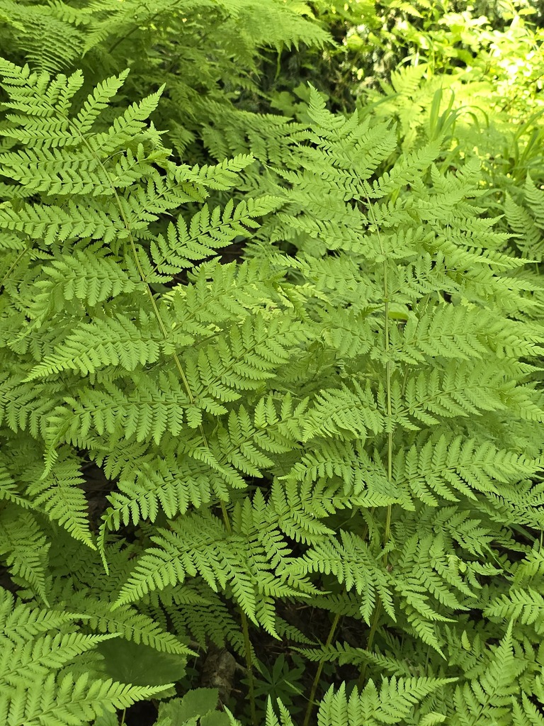 wood ferns from г. Междуреченск, Кемеровская обл., Россия on June 25 ...