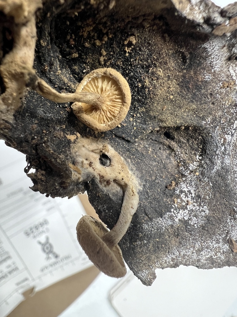 Powder Cap from Brown County, IN, USA on July 27, 2024 at 08:10 PM by ...