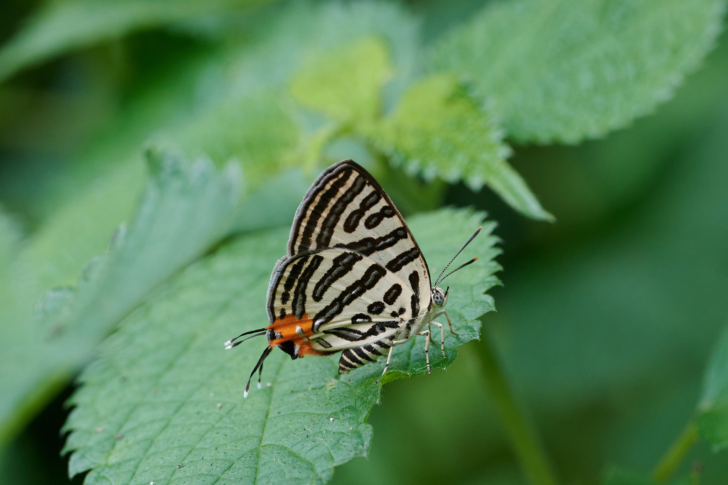 Club Silverline from 中国浙江省杭州市 on August 25, 2023 at 10:30 AM by Li ...