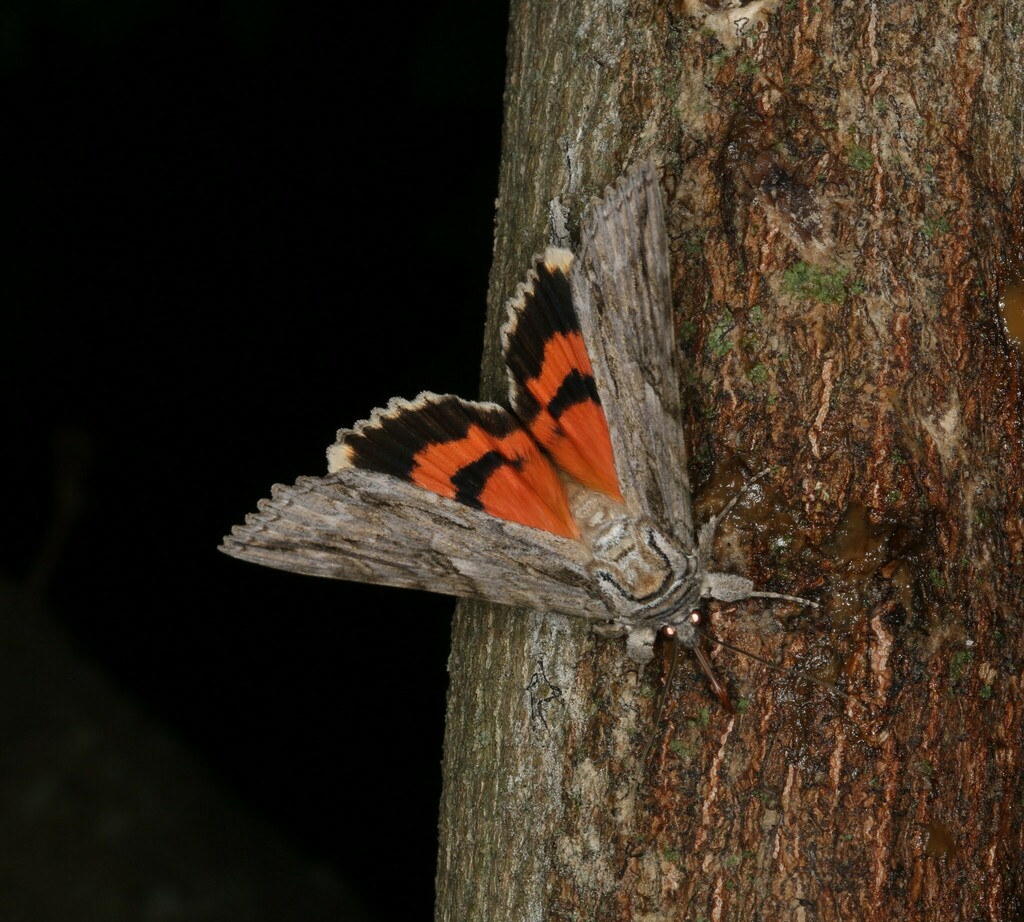 Mother Underwing Moth from Mont-Joli, QC, Canada, 1101 rue Lussier on ...