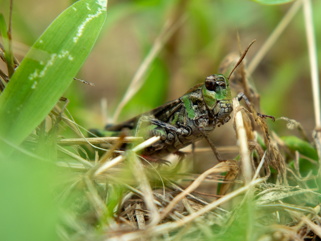 Oedaleus infernalis from Район Аоба, Сендай, Мияги, Япония on July 28 ...