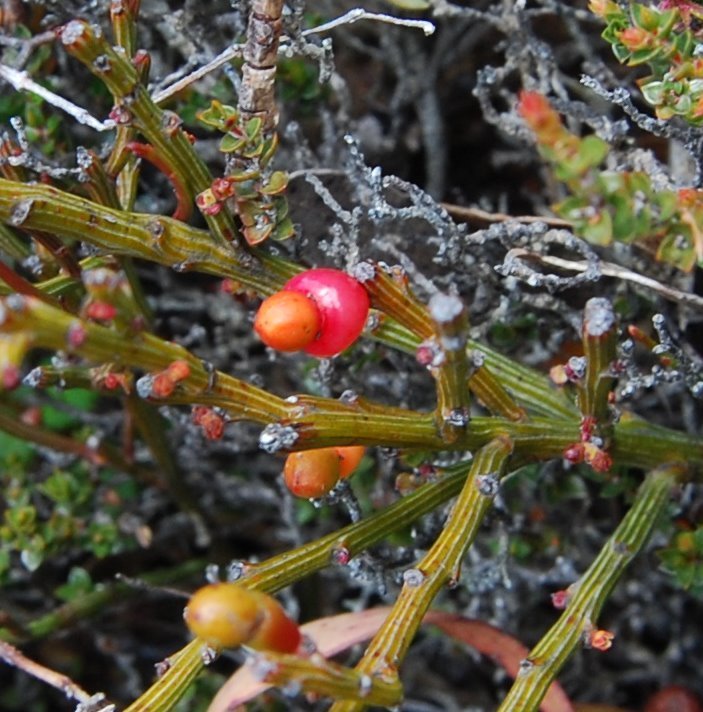 (Exocarpos humifusus) - Botanical Realm
