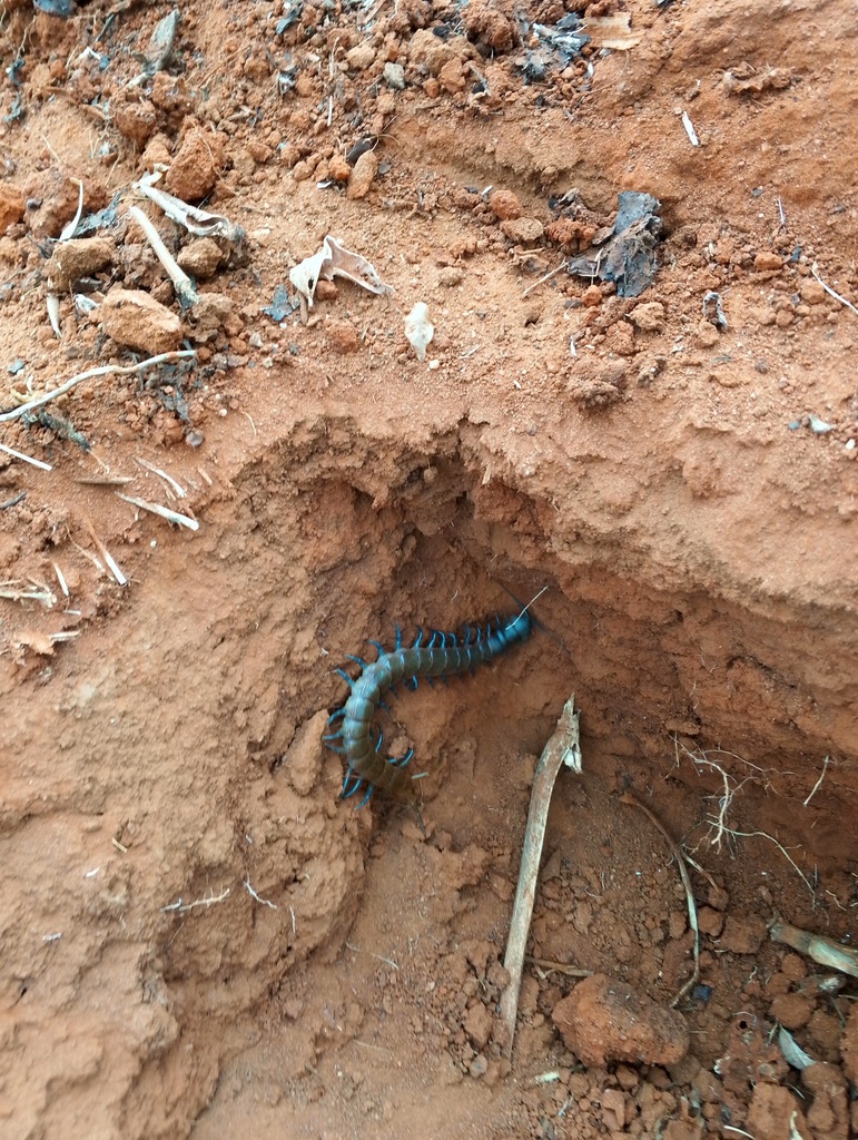 African Giant Centipede from Ikutha, Kenya on July 17, 2024 at 12:17 PM ...