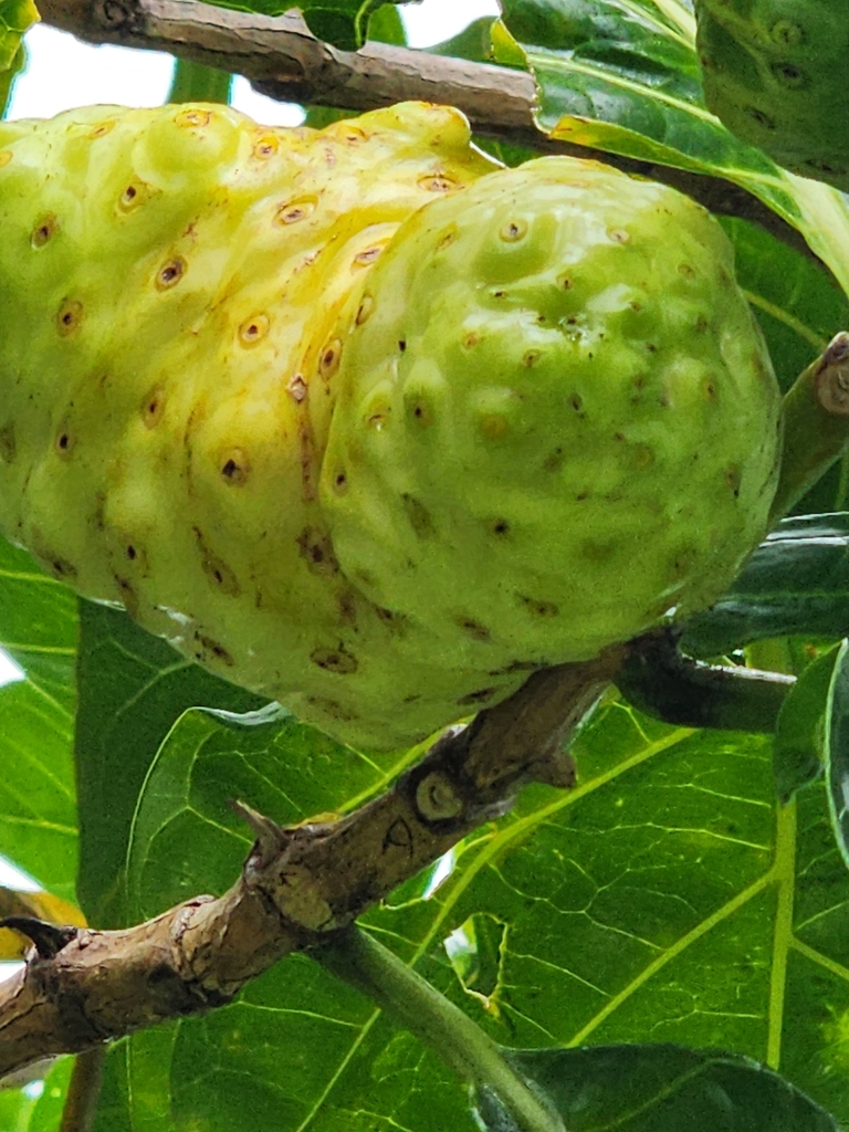 Noni from Kamehameha Hwy + Heeia State Park, Hawaii 96744, USA on July ...