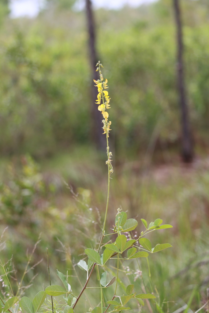 Streaked Rattlepod from Polk County, FL, USA on July 28, 2024 at 12:05 ...