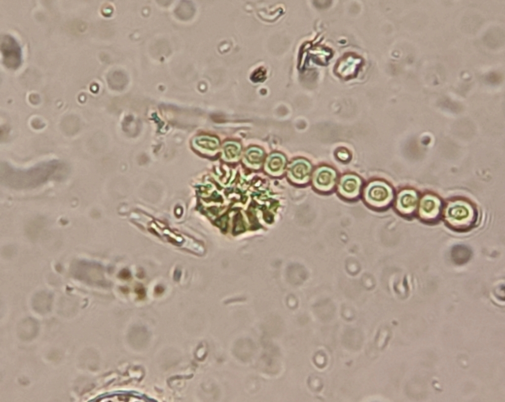 Stauridium tetras from Кирпичный пруд, пос. Буды, Харьковский район ...