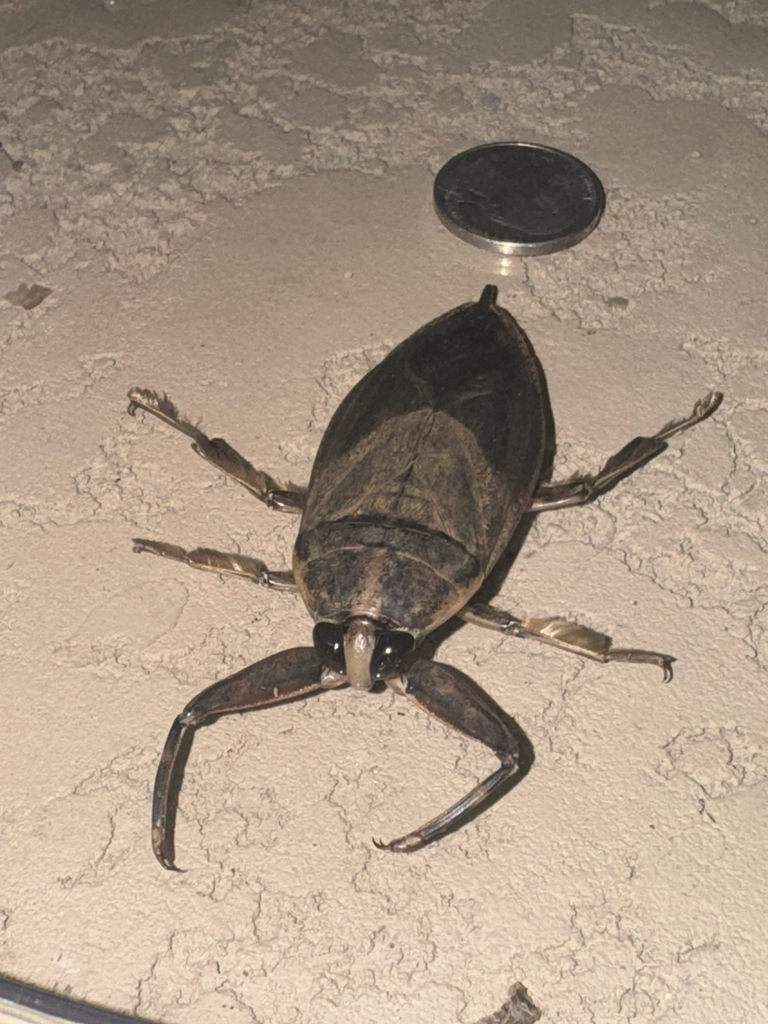 Eastern Toe-biter from Garden Ridge on July 27, 2024 at 11:59 PM by ...