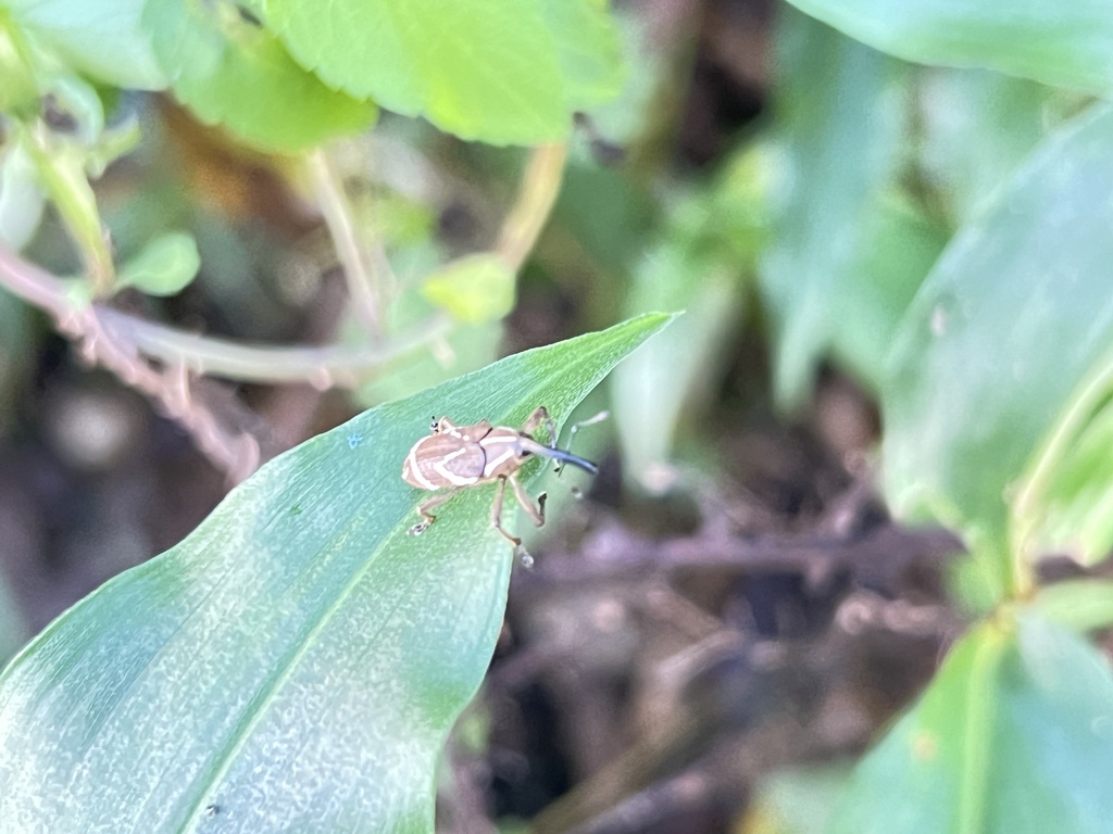 Merus flavosignatus from 臺灣島, 卑南鄉, TTT, TW on July 28, 2024 at 04:07 PM ...