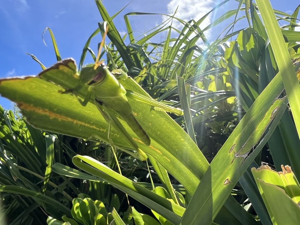 Patanga from Yone, Tomigusuku, Okinawa, JP on July 29, 2024 at 03:40 PM ...