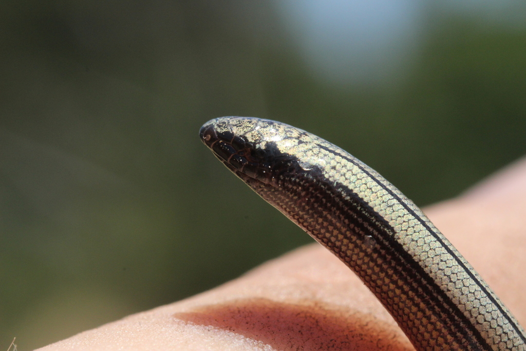 Northern Legless Lizard in June 2019 by Isaac Krone · iNaturalist