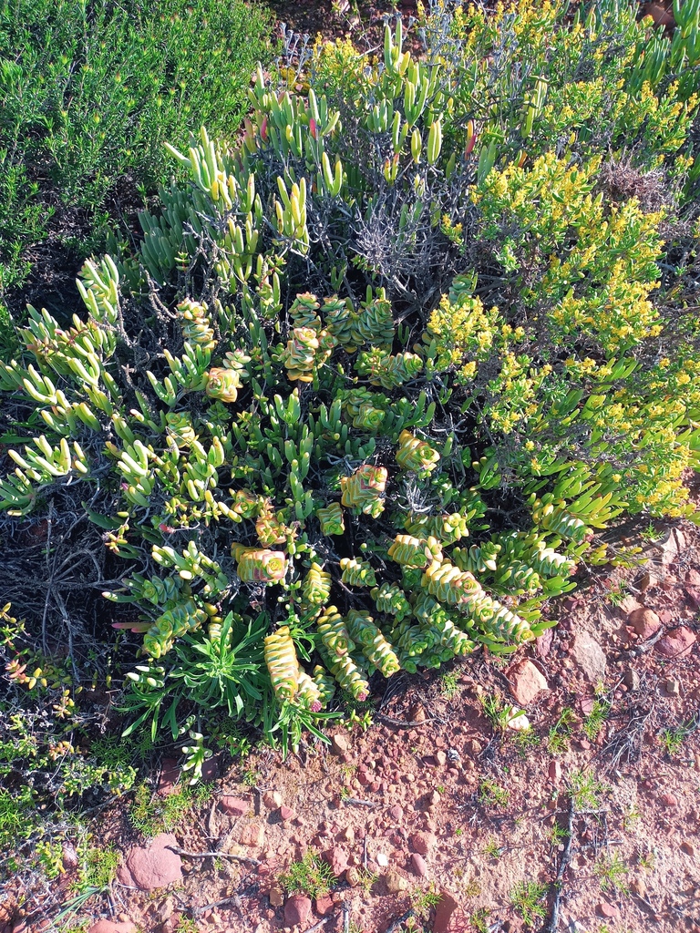 Kebab Bush from Cape Winelands District Municipality, South Africa on ...