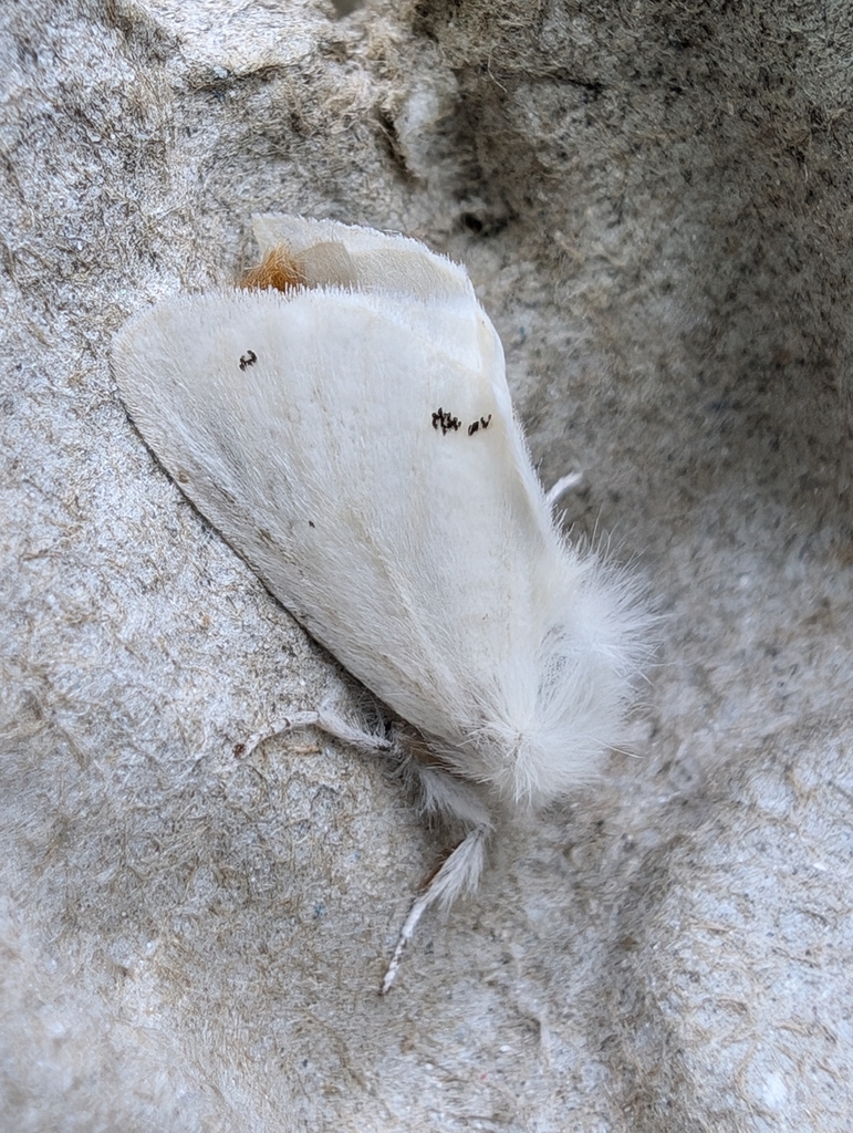 Brown-tail Moth from Lingwood, Norwich NR13 4ET, UK on July 29, 2024 at ...