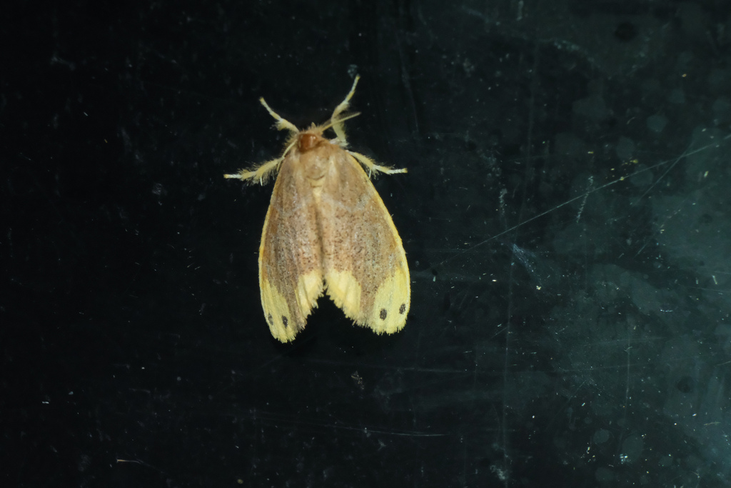 Arna bipunctapex from Chuk Yeung Rd, 西貢 on July 27, 2024 at 10:03 PM by ...