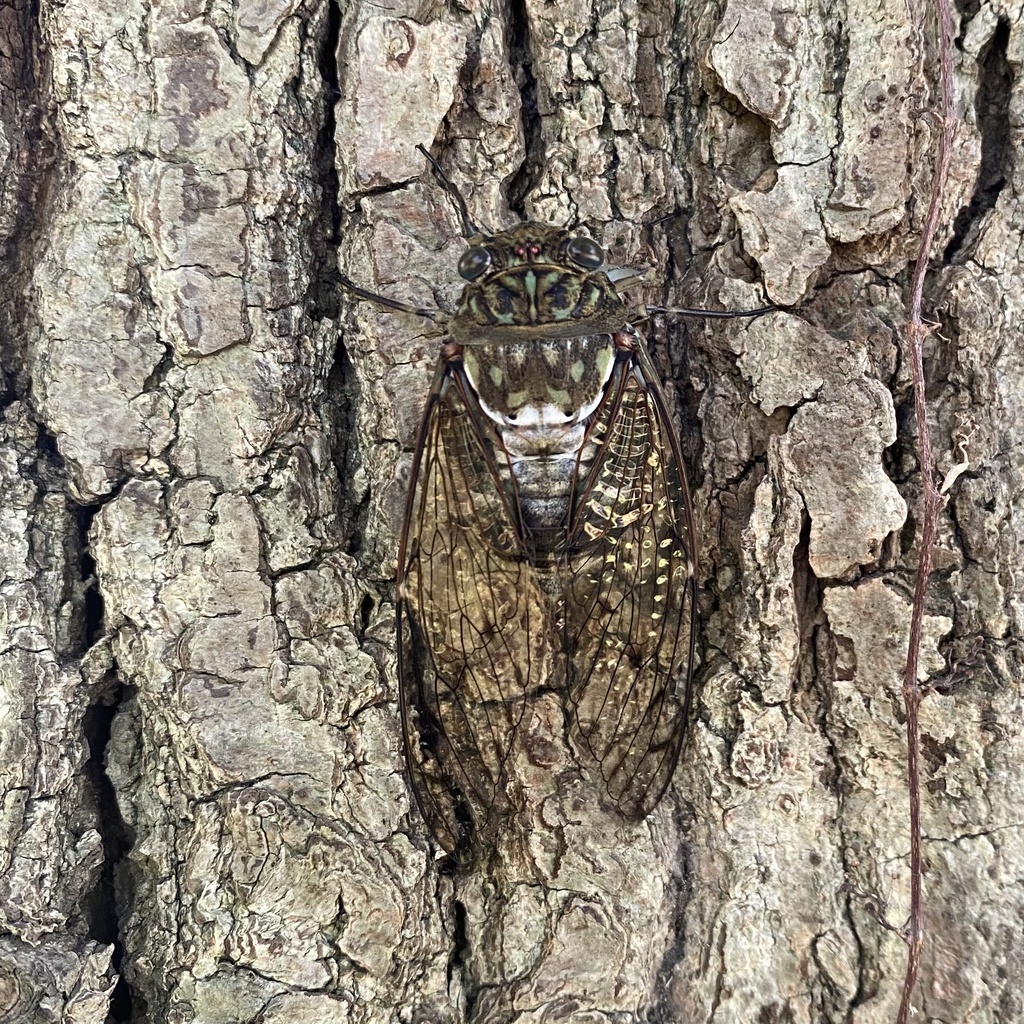 Robust Cicada from もとまち公園, 新宿区, 東京都, JP on July 29, 2024 at 11:37 AM by ...