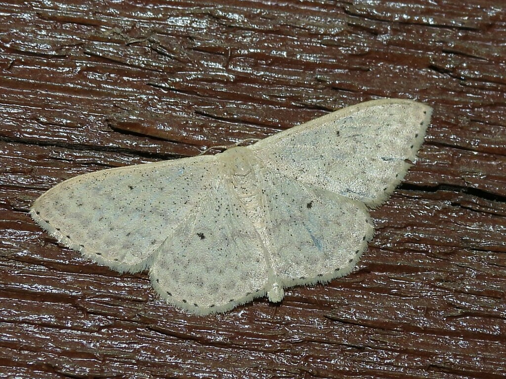 Varied Wave Moth from Coomba Park NSW 2428, Australia on July 29, 2024 ...