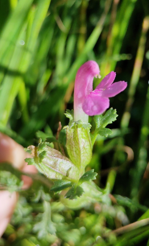 Common Lousewort from Westmorland and Furness, UK on July 27, 2024 at ...