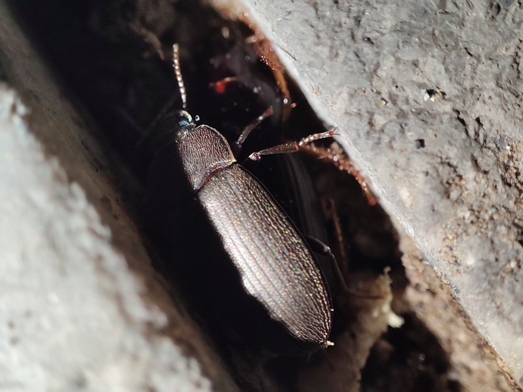 Mesomorphus from Beijing, Beijing, CN on July 28, 2024 at 11:09 PM by ...