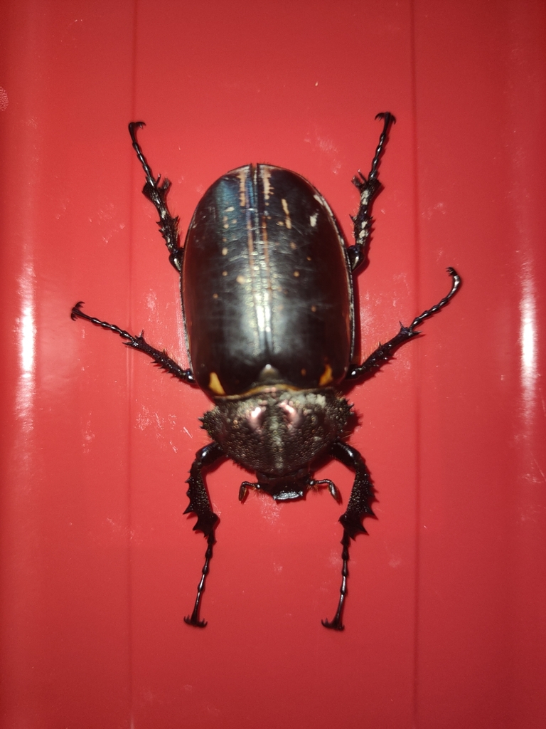 Cheirotonus jansoni from Lu'an, CN-AH, CN on July 29, 2024 at 05:54 PM ...