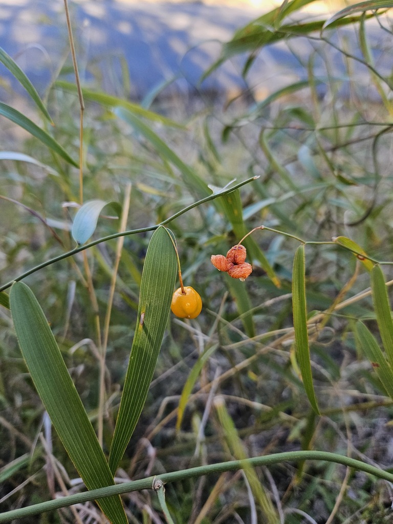 Wombat Berry from Mount Rascal QLD 4350, Australia on July 29, 2024 at ...