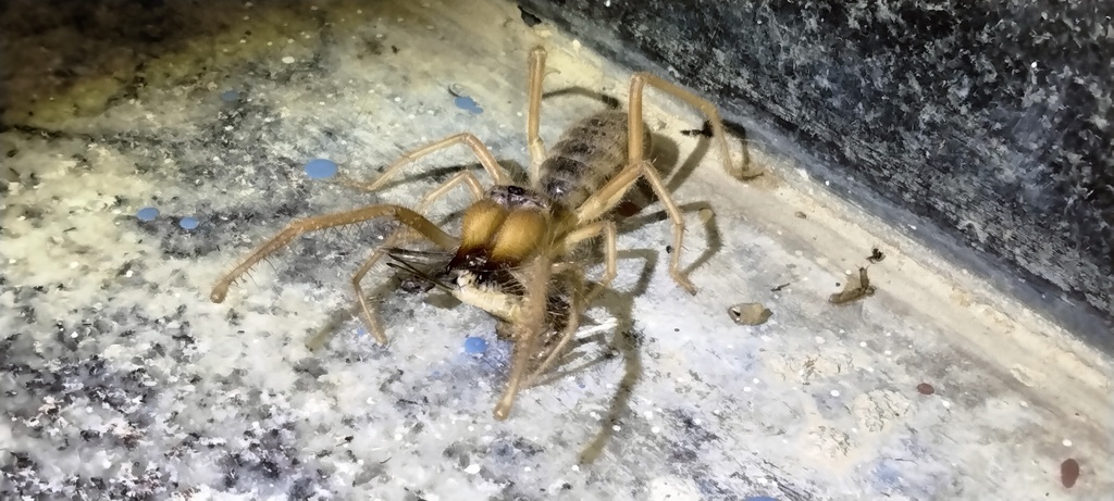 Scorpion-Spiders from Andhra Pradesh, India on July 27, 2024 at 09:26 ...