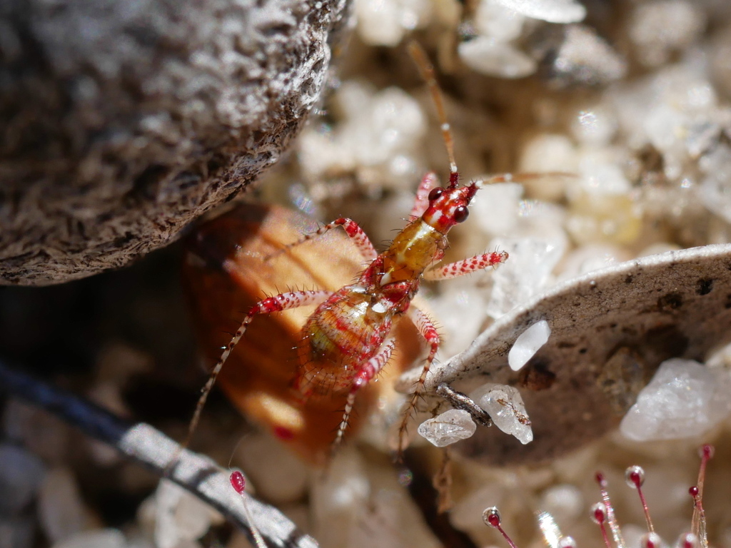 sundew bugs from Regans Ford WA 6507, Australia on September 13, 2019 ...