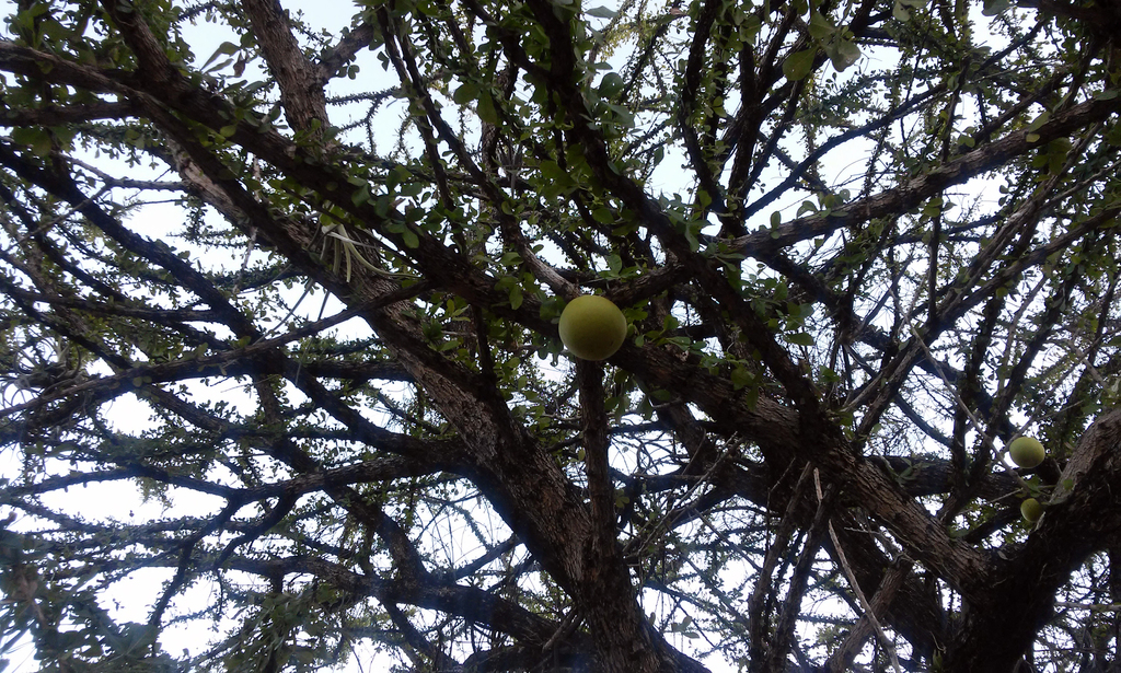Winged Calabash from La Tigra, morelos on January 21, 2016 by Fernando ...
