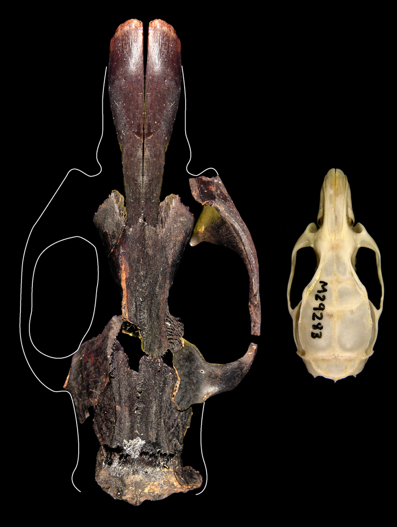 Musser's Giant Rat (Coryphomys musseri) - Know Your Mammals