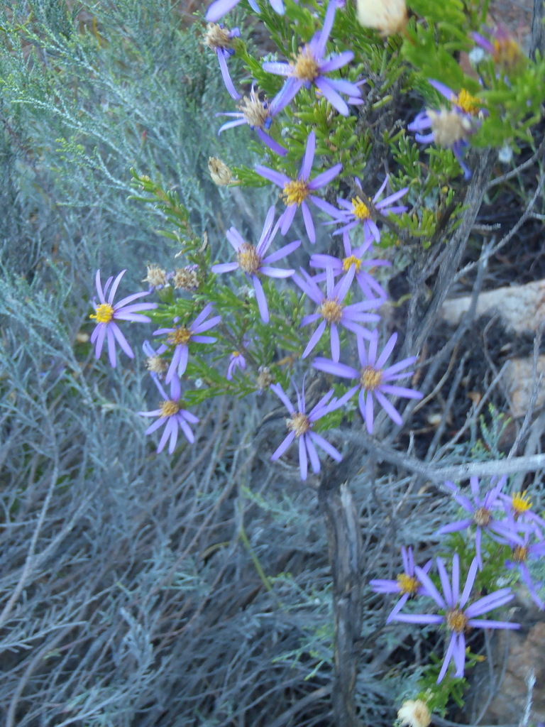 Fine Felicia from Oom Stan se Liggie trail, Ladismith on July 28, 2012 ...