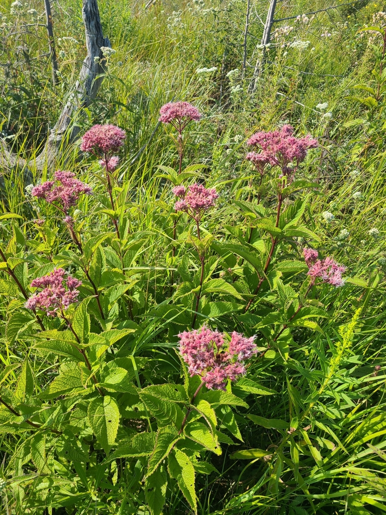spotted Joe-Pye weed from South Bruce Peninsula, ON N0H, Canada on July ...