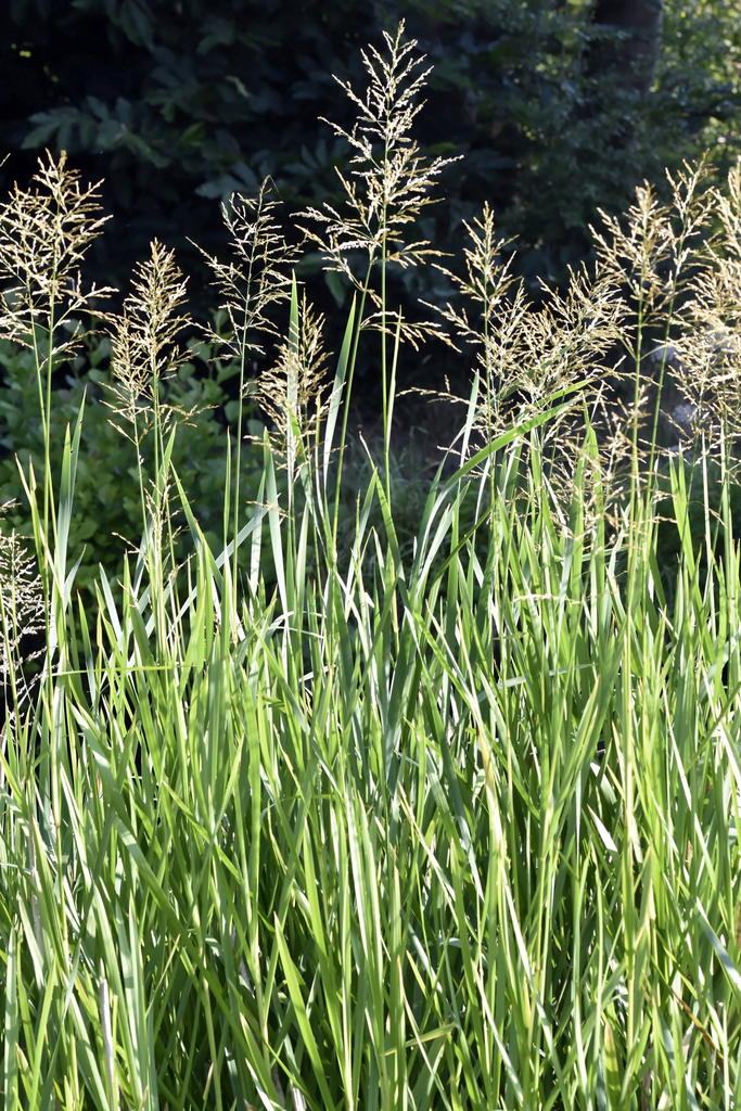 reed meadowgrass from Wordsley, Stourbridge, UK on 29 July, 2024 at 08: ...