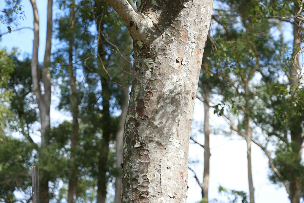 Crows Ash from Stanmore QLD 4514, Australia on July 27, 2024 at 11:20 ...