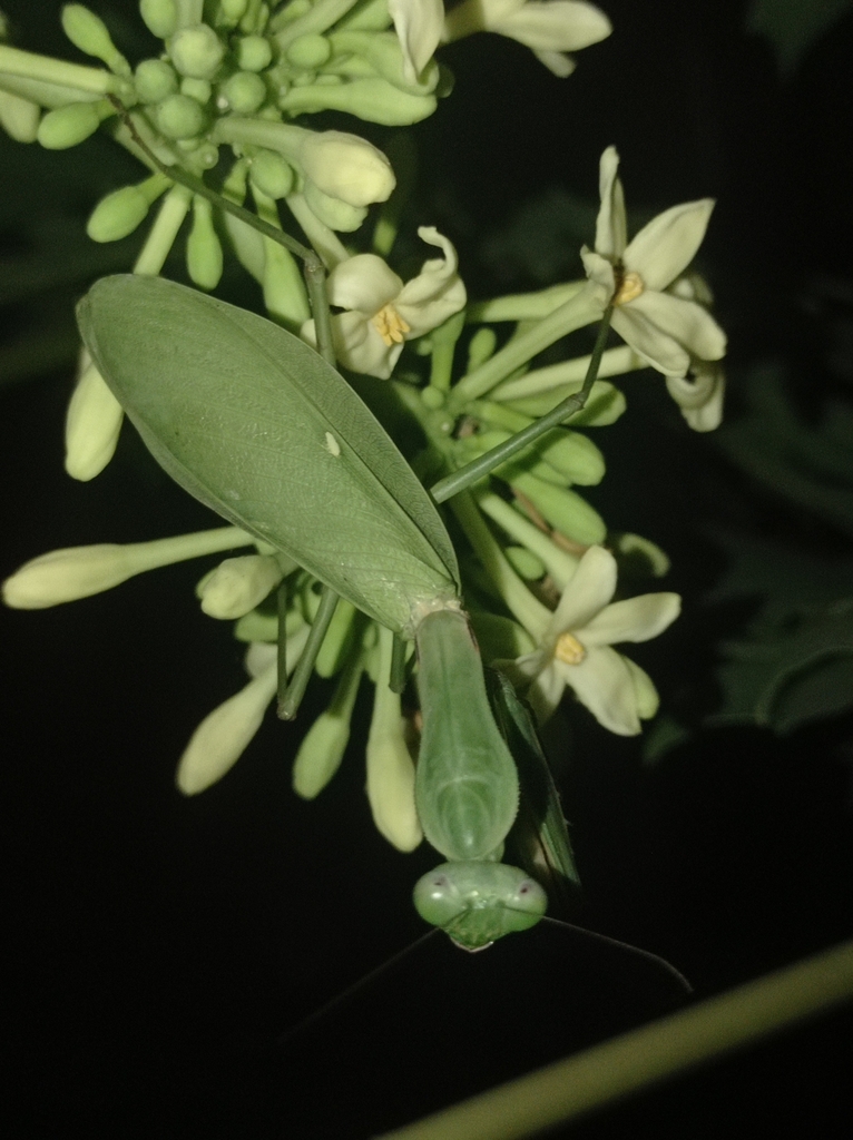 Giant Asian Mantises from Mnelalete, Kec. Amanuban Bar., Kabupaten ...