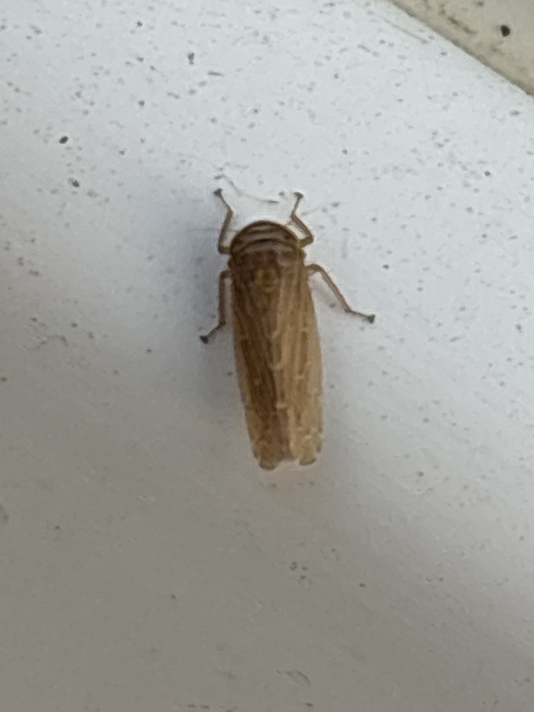 Paramesus major from Barootes Way, Regina, SK, CA on July 29, 2024 at ...