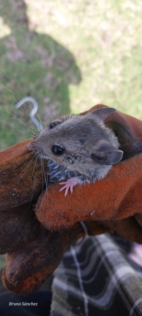 North American Deer Mice from 20994 Ags., México on July 28, 2024 at 10 ...