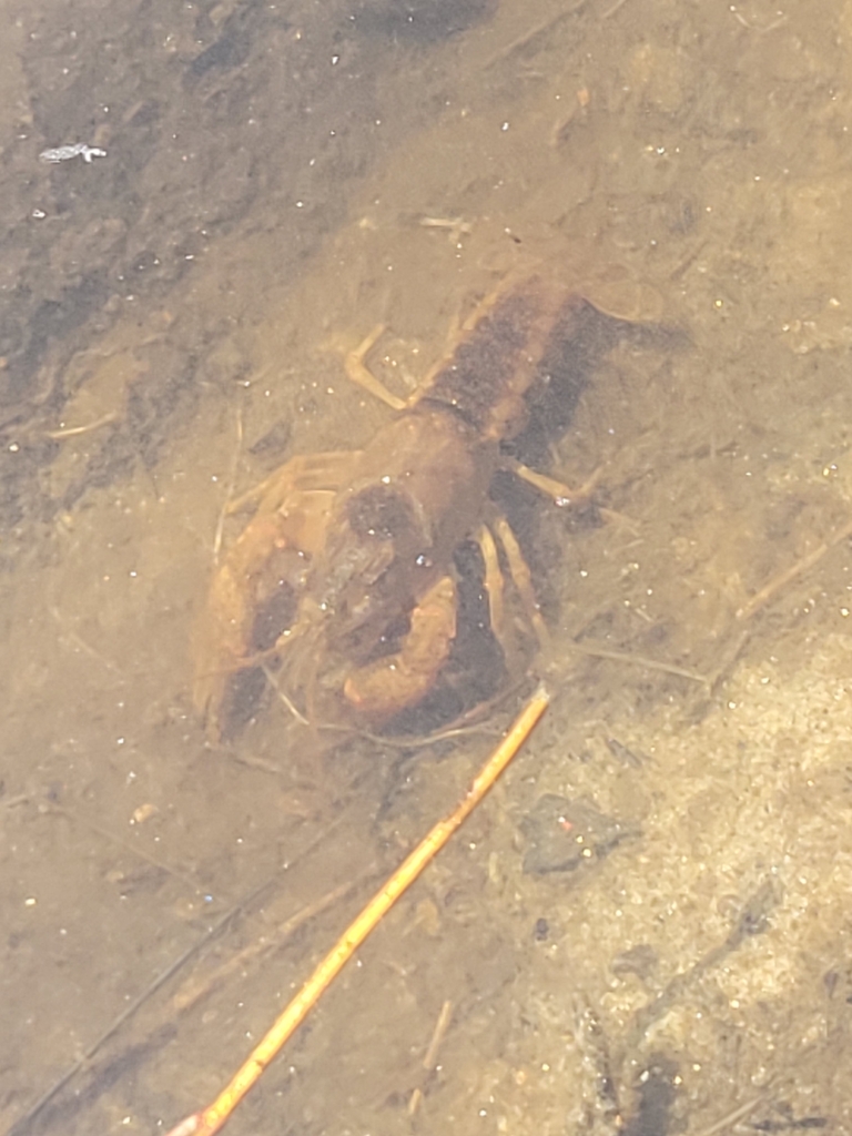 Northern Clearwater Crayfish from Algonquin Provincial Park, CA-ON-NP ...