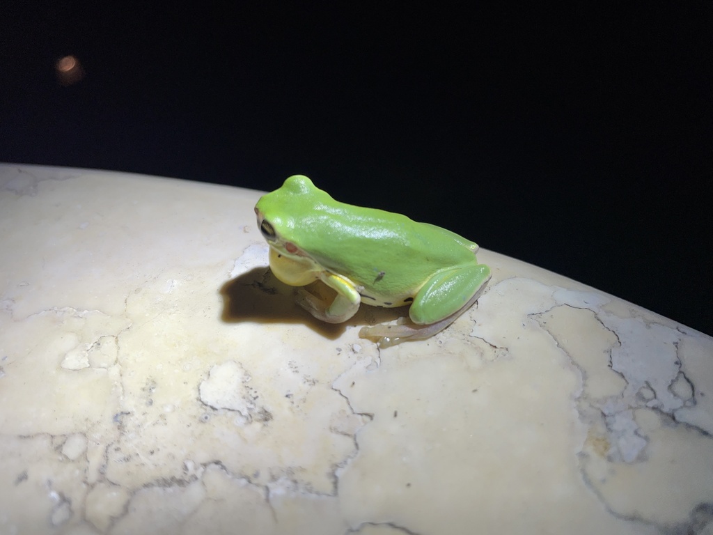 Common Chinese Tree Frog from 绿城杨柳郡·颂柳园(建设中), 舟山市, 浙江省, CN on July 29 ...