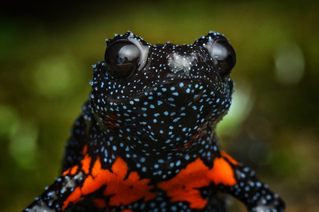 Galaxy Frog in July 2024 by Gokul · iNaturalist