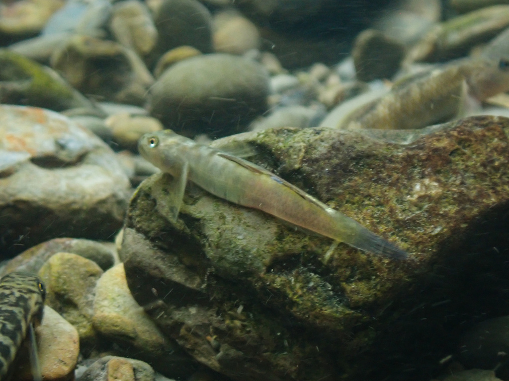 Lentipes bunagaya in July 2024 by Tse Chung Yi · iNaturalist