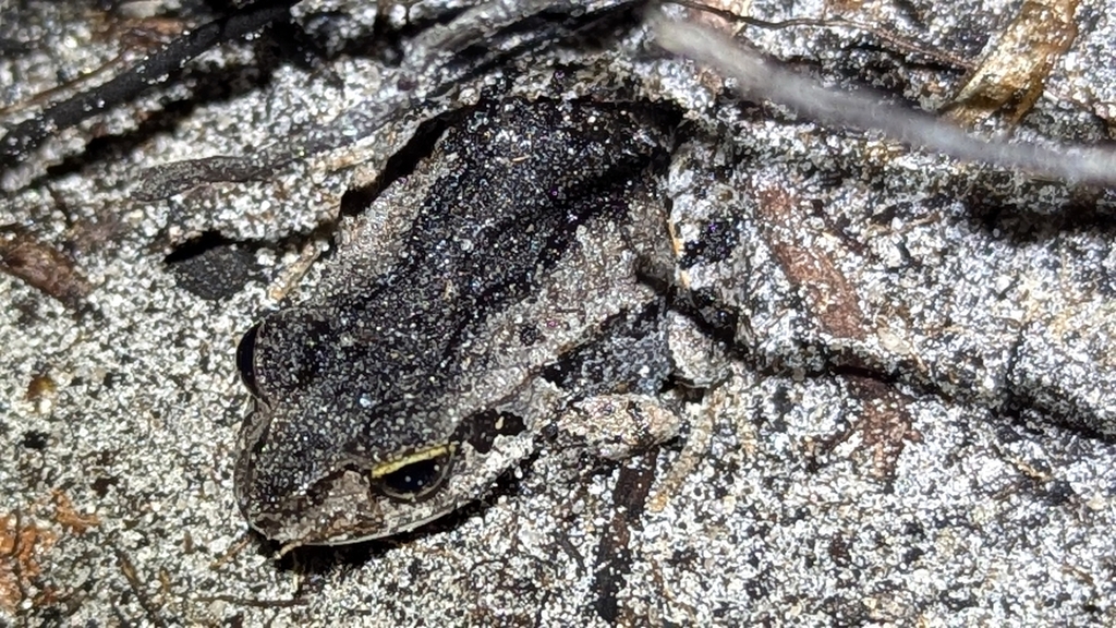 Quacking Froglet from Kalgan WA 6330, Australia on July 29, 2024 at 07: ...