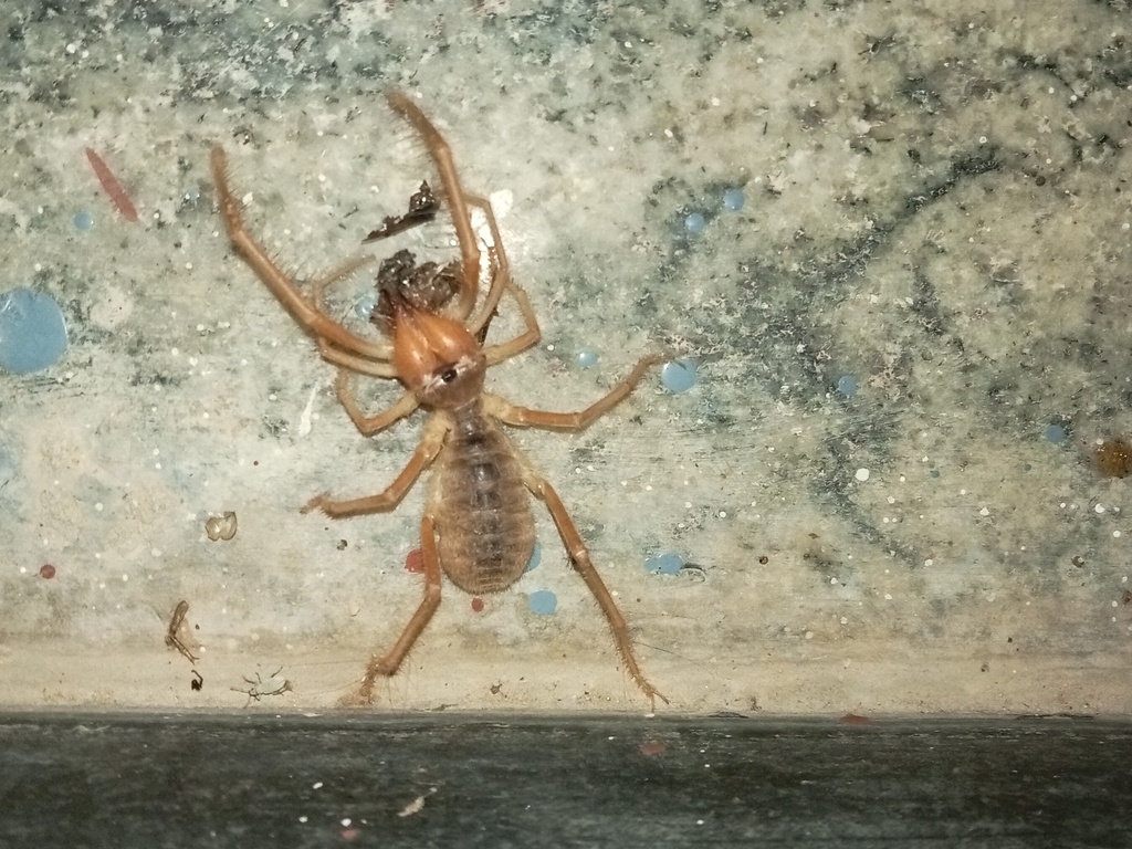 Galeodes from Panguru, Andhra Pradesh, India on July 27, 2024 at 09:30 ...