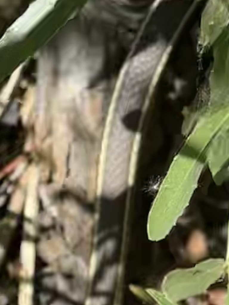 Striped Racer from Sequoia National Forest, Inyokern, CA, US on July 27 ...