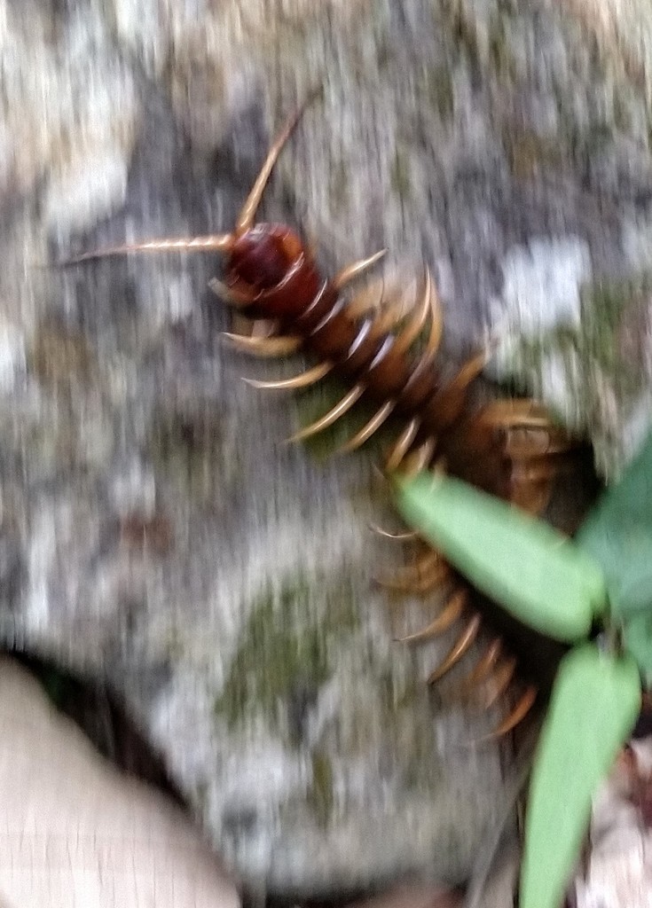 Pacific Giant Centipede from Cát Hải, VN-HP, VN on June 8, 2019 at 07: ...