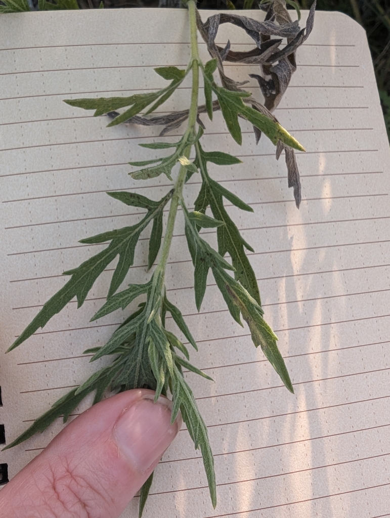 western ragweed from Duncanville, TX 75137, USA on July 29, 2024 at 08: ...