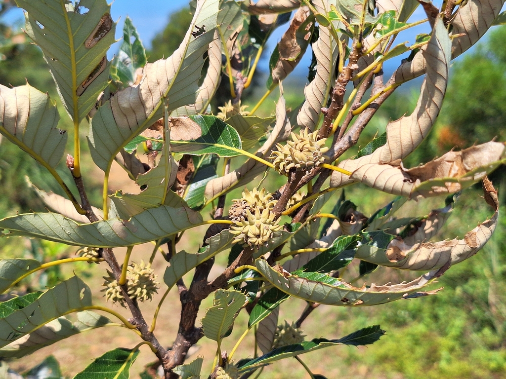 Chinese cork oak from 357台灣苗栗縣通霄鎮苗栗抹茶山 on July 28, 2024 at 02:53 PM by ...